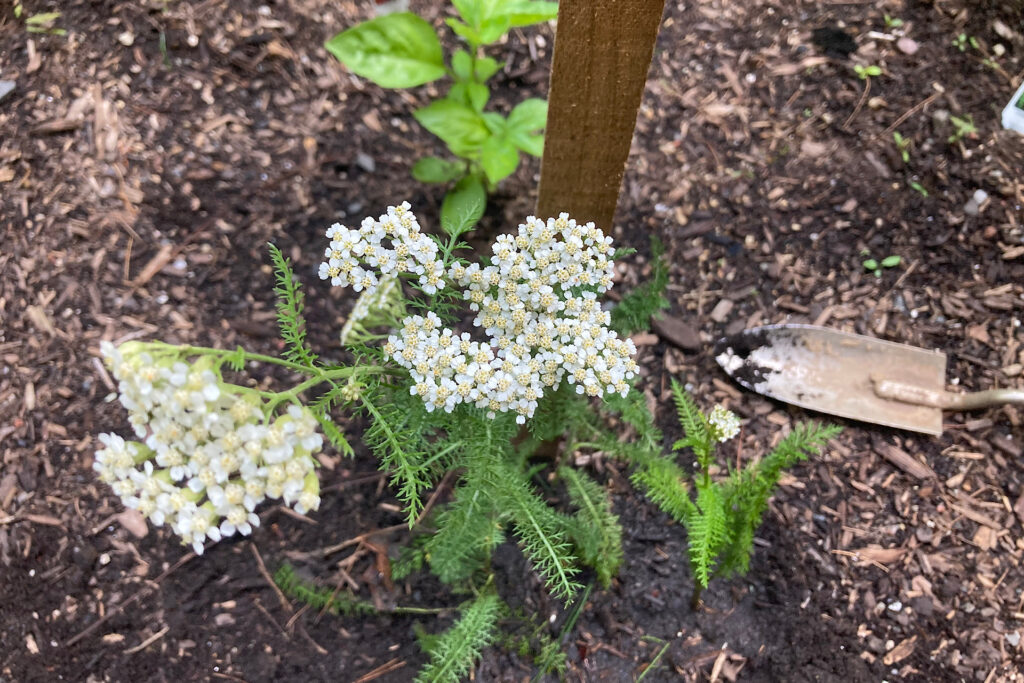 Benefits of Growing Common Yarrow - latebloomerinbakerville