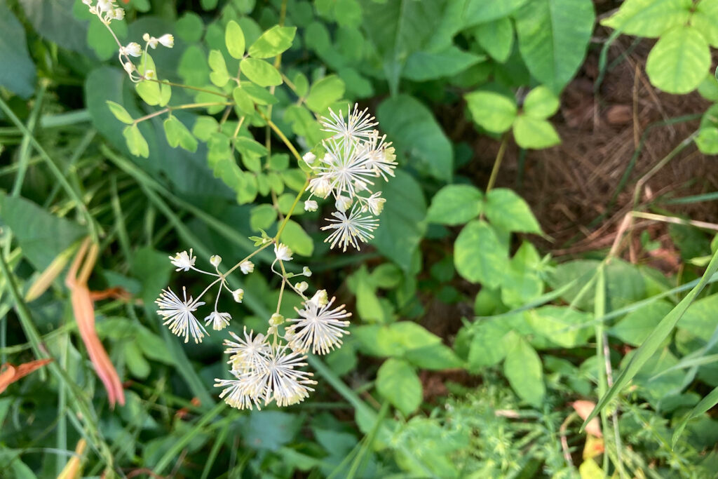 Native / Naturalized Roadside Flowers - latebloomerinbakerville