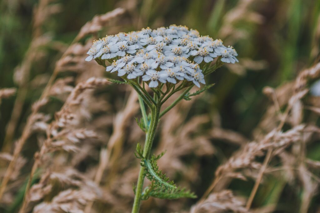 Benefits of Growing Common Yarrow - latebloomerinbakerville