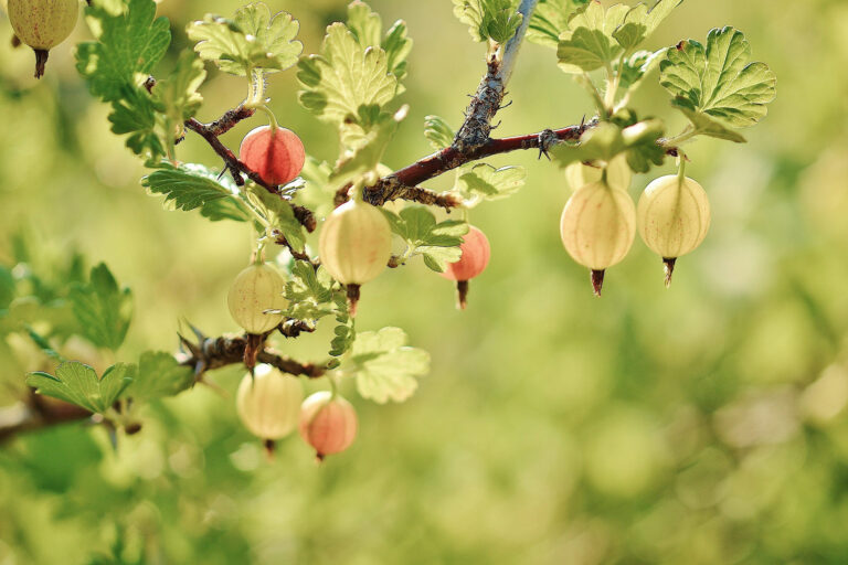 Adding Gooseberries to the Garden - latebloomerinbakerville