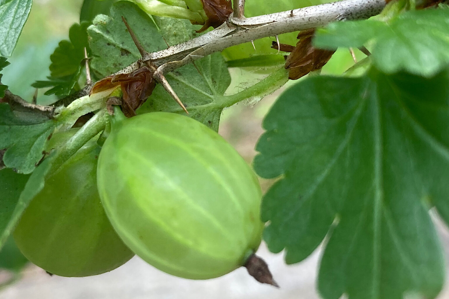 Adding Gooseberries to the Garden - latebloomerinbakerville