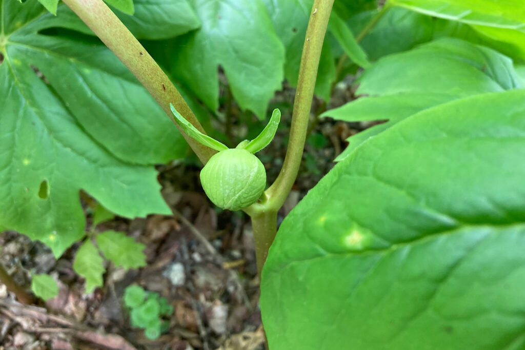 Mayapple - Fall Planting - latebloomerinbakerville