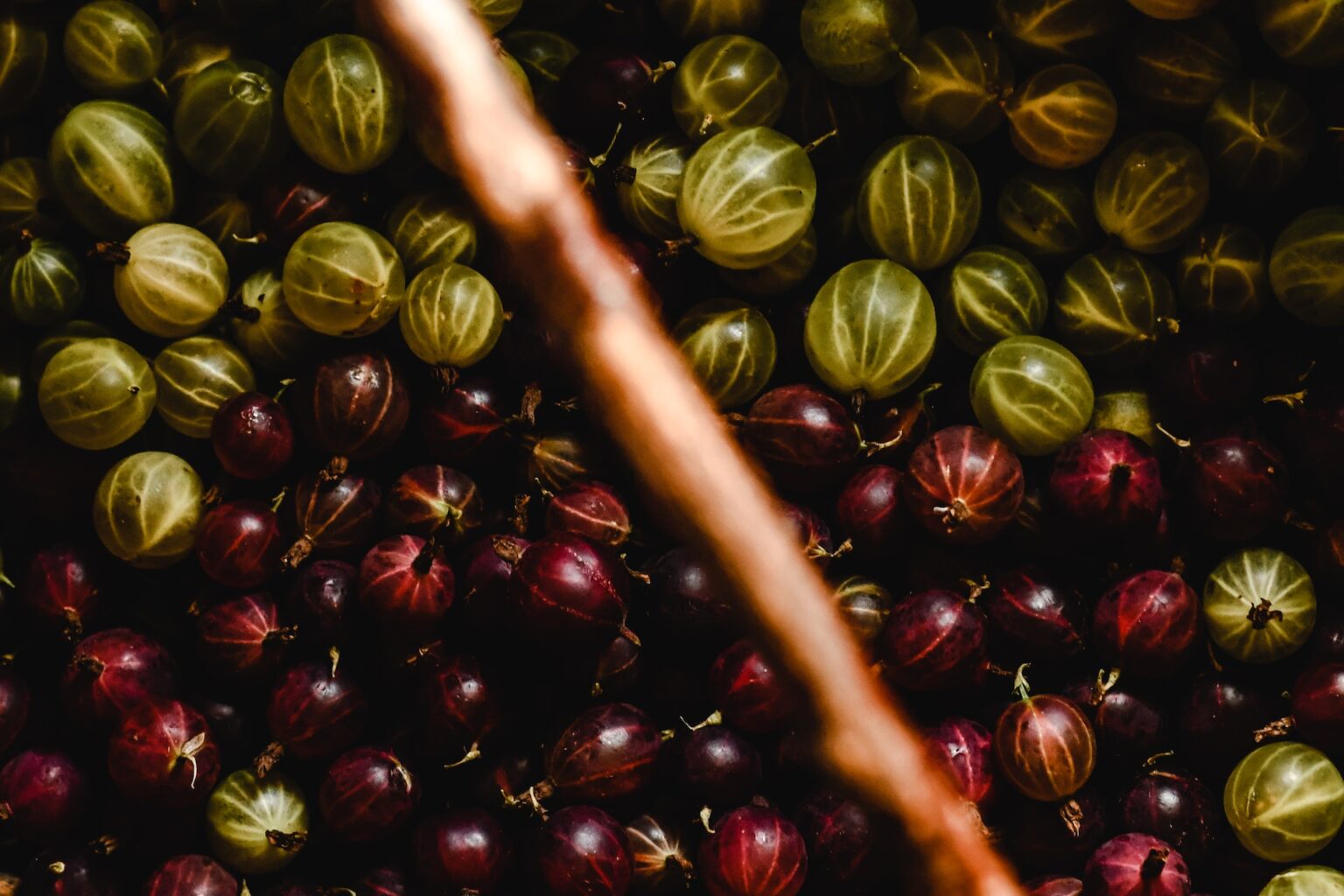 Adding Gooseberries to the Garden - latebloomerinbakerville