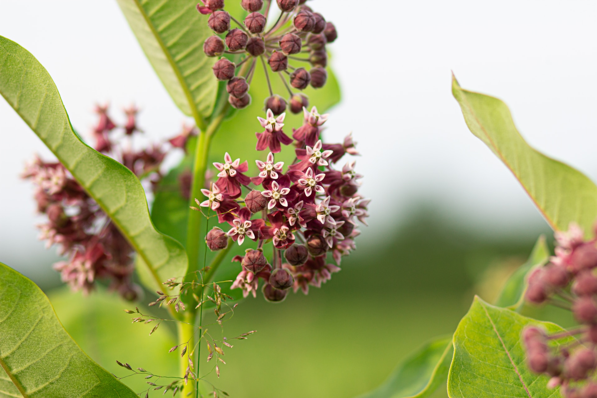 Milkweed Magic: Harvesting and Starting Seeds for Pollinator Gardens ...