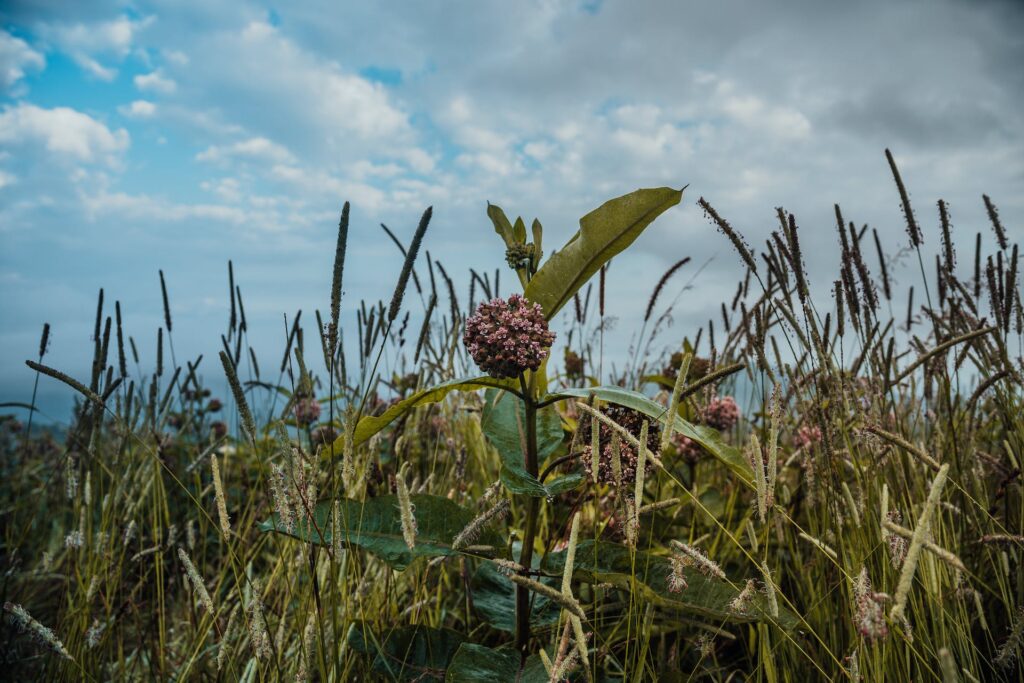 Milkweed Magic: Harvesting and Starting Seeds for Pollinator Gardens ...